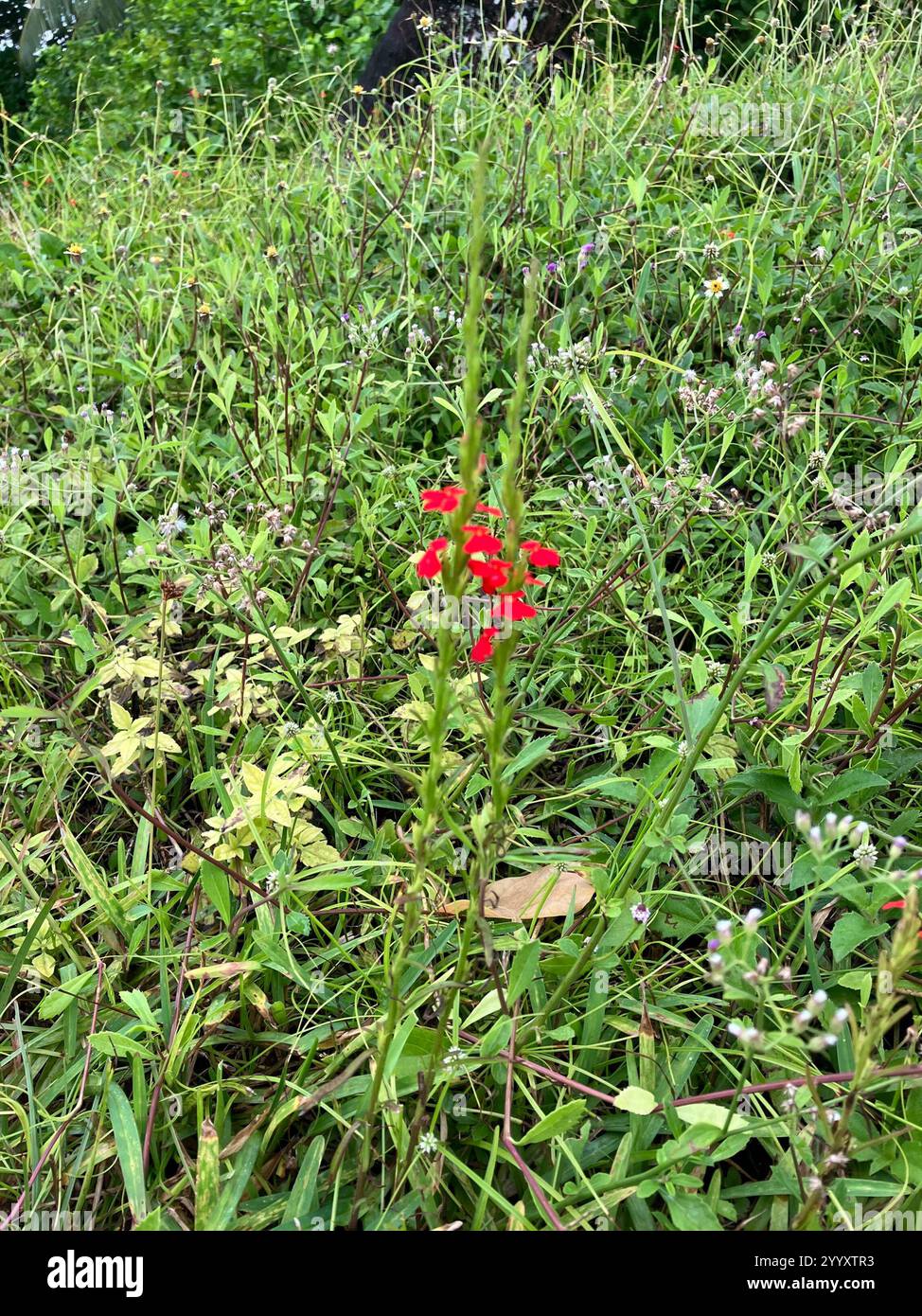 Striga asiatica hi-res stock photography and images - Alamy