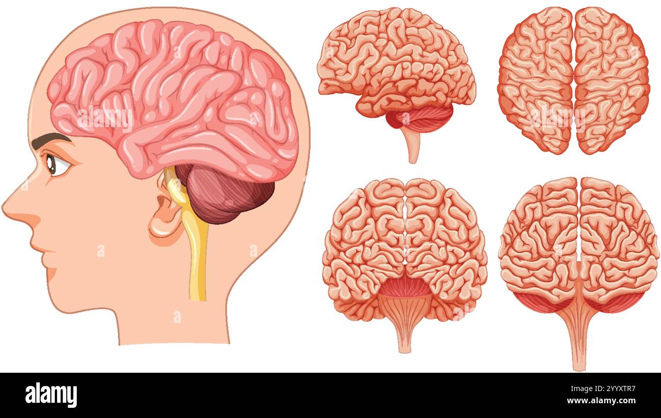 Detailed vector illustration of human brain anatomy Stock Vector Image ...