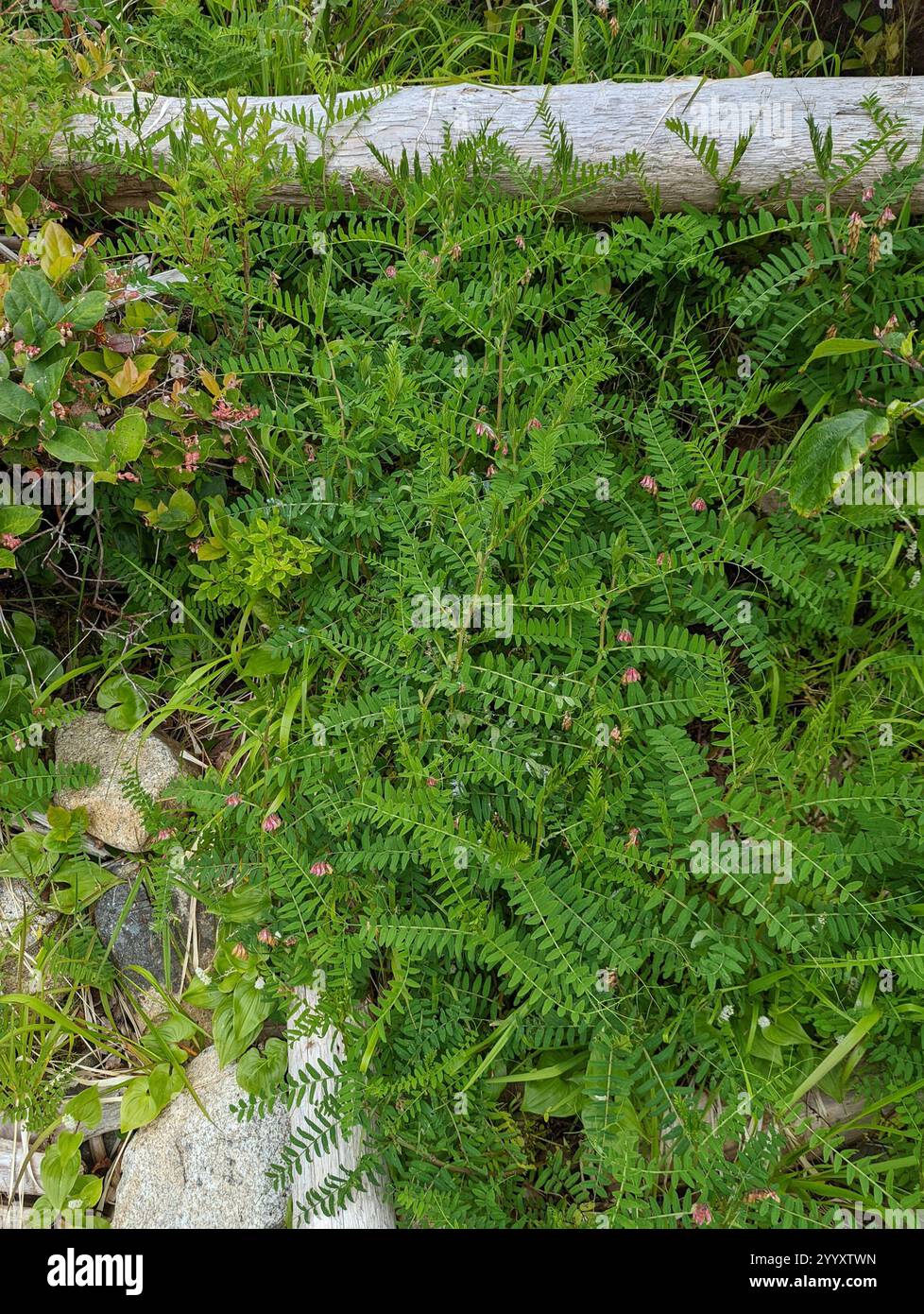 giant vetch (Vicia gigantea Stock Photo - Alamy