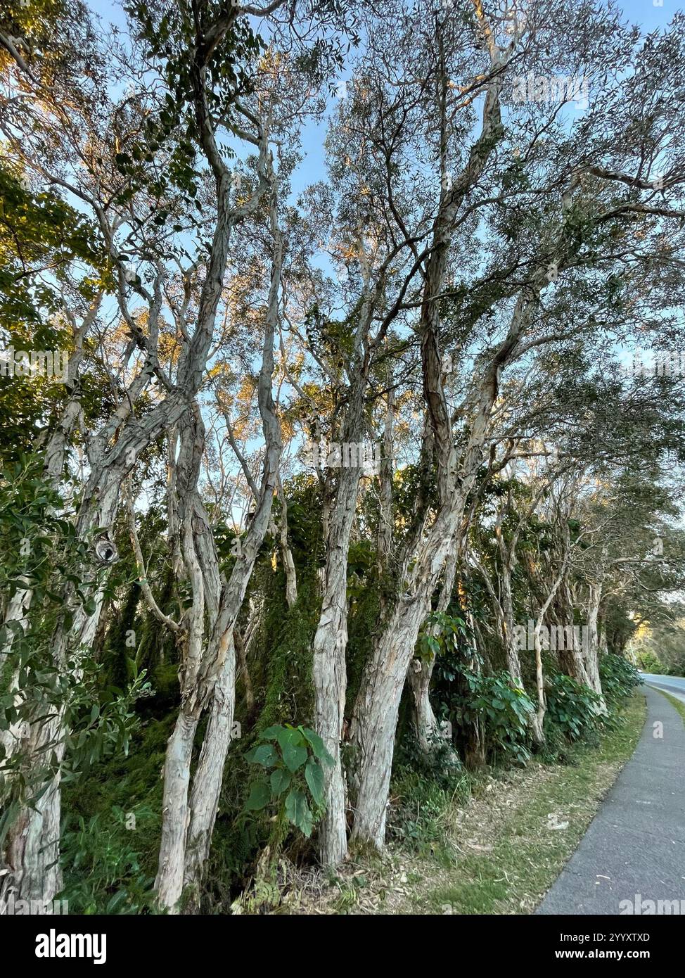 Broad-leaved paperbark (Melaleuca quinquenervia Stock Photo - Alamy
