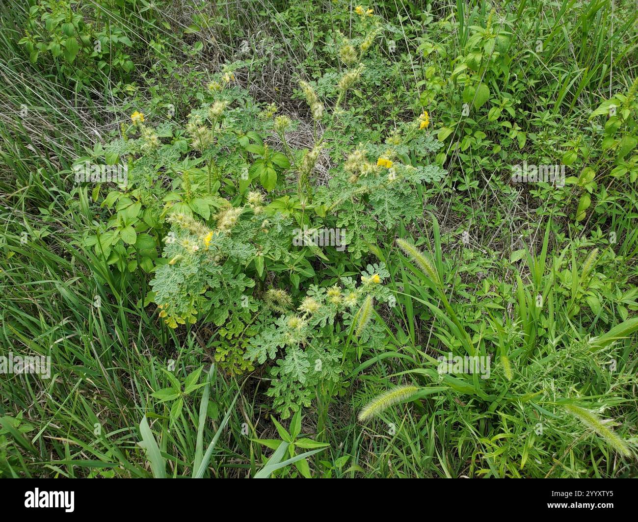 buffalo-bur (Solanum rostratum Stock Photo - Alamy