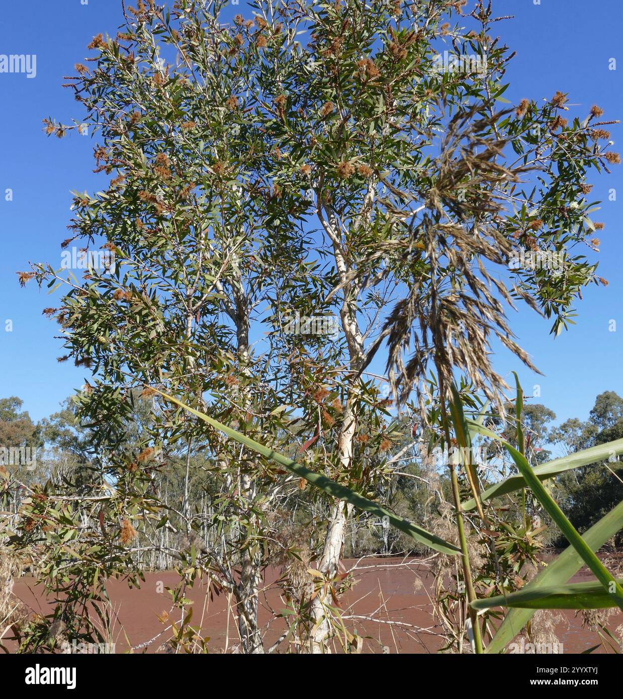 Broad-leaved paperbark (Melaleuca quinquenervia Stock Photo - Alamy