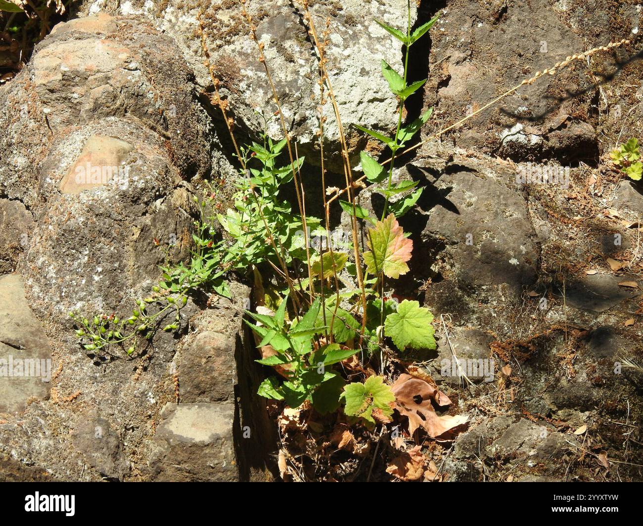 crevice alumroot (Heuchera micrantha Stock Photo - Alamy