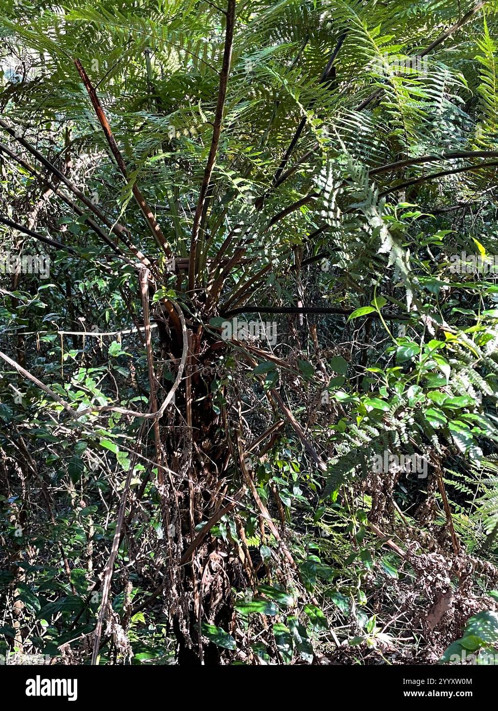 Scaly Tree Fern (Sphaeropteris cooperi Stock Photo - Alamy