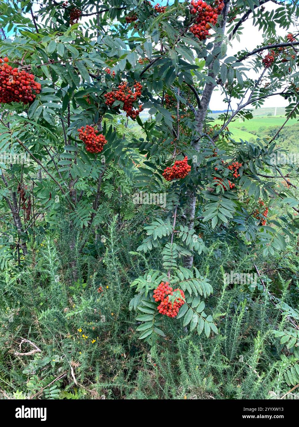 European mountain ash (Sorbus aucuparia Stock Photo - Alamy