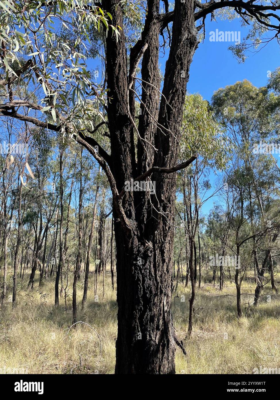 Narrow-leaved Ironbark (Eucalyptus crebra Stock Photo - Alamy