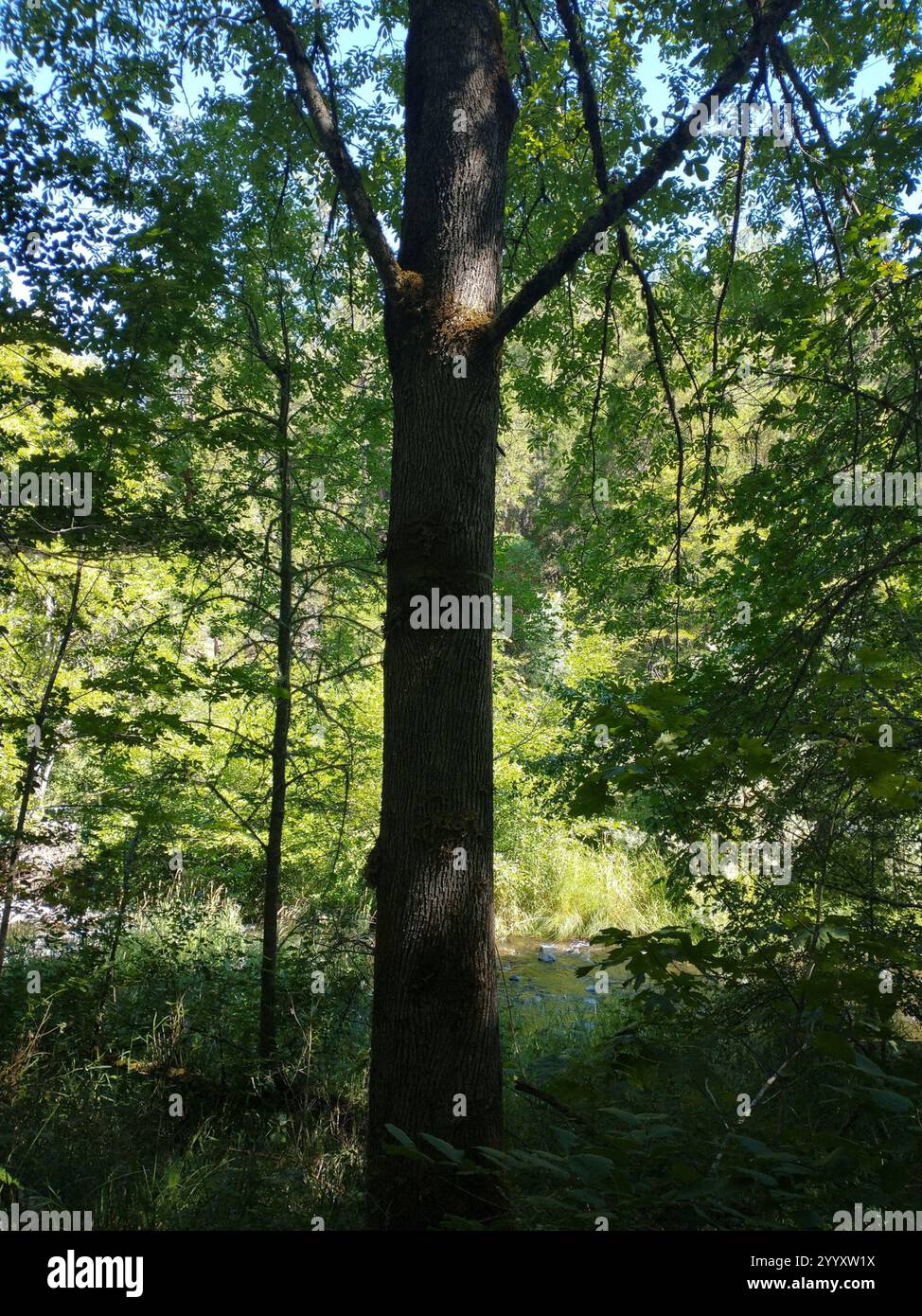 Oregon Ash (Fraxinus latifolia Stock Photo - Alamy