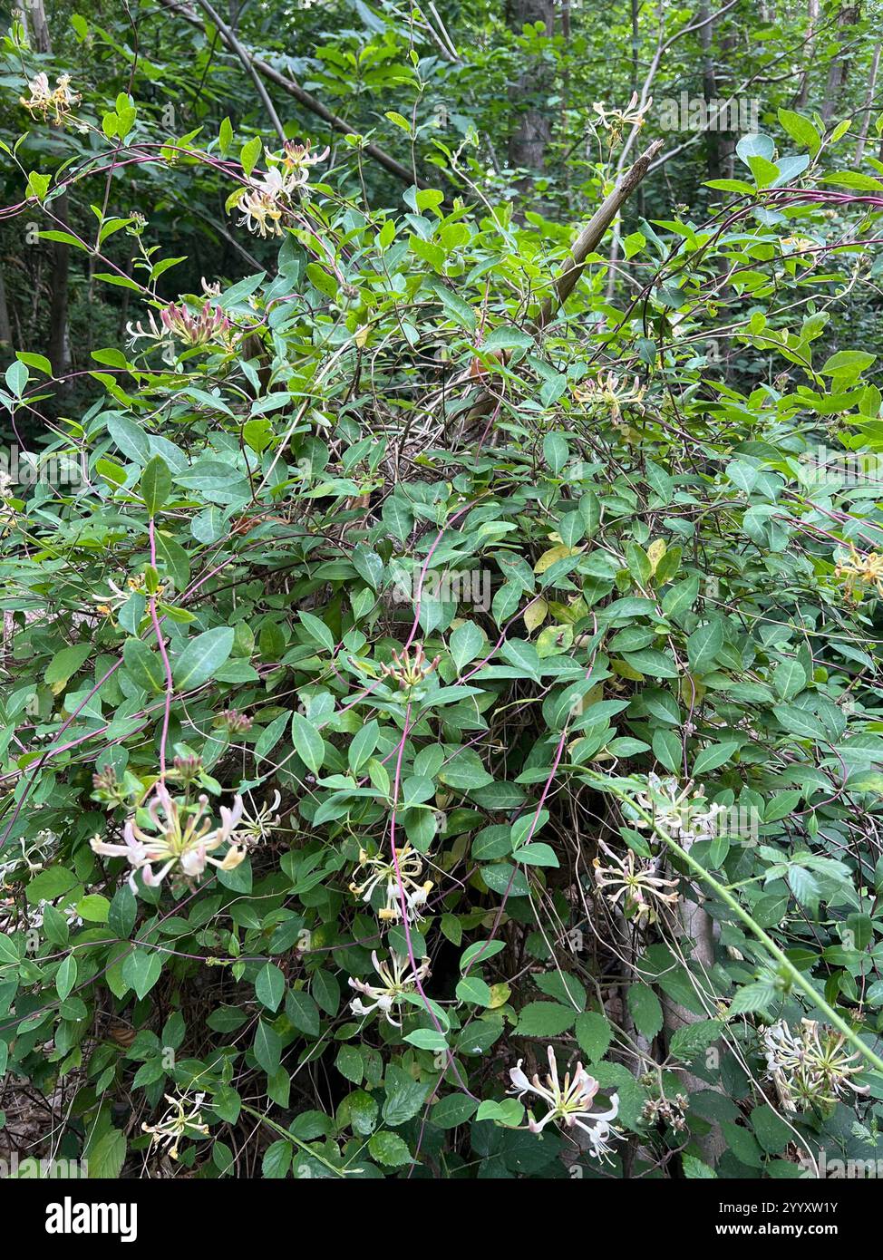 Common Honeysuckle (Lonicera periclymenum Stock Photo - Alamy