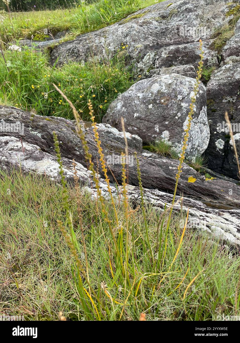 common arrowgrass (Triglochin maritima Stock Photo - Alamy