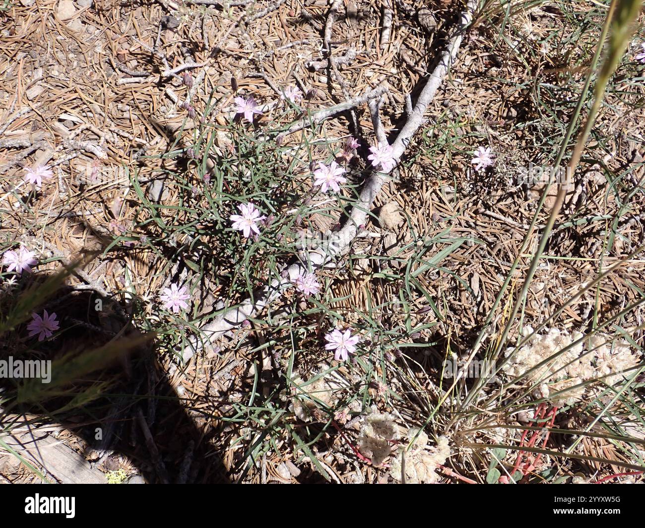 lettuce wirelettuce (Stephanomeria lactucina Stock Photo - Alamy