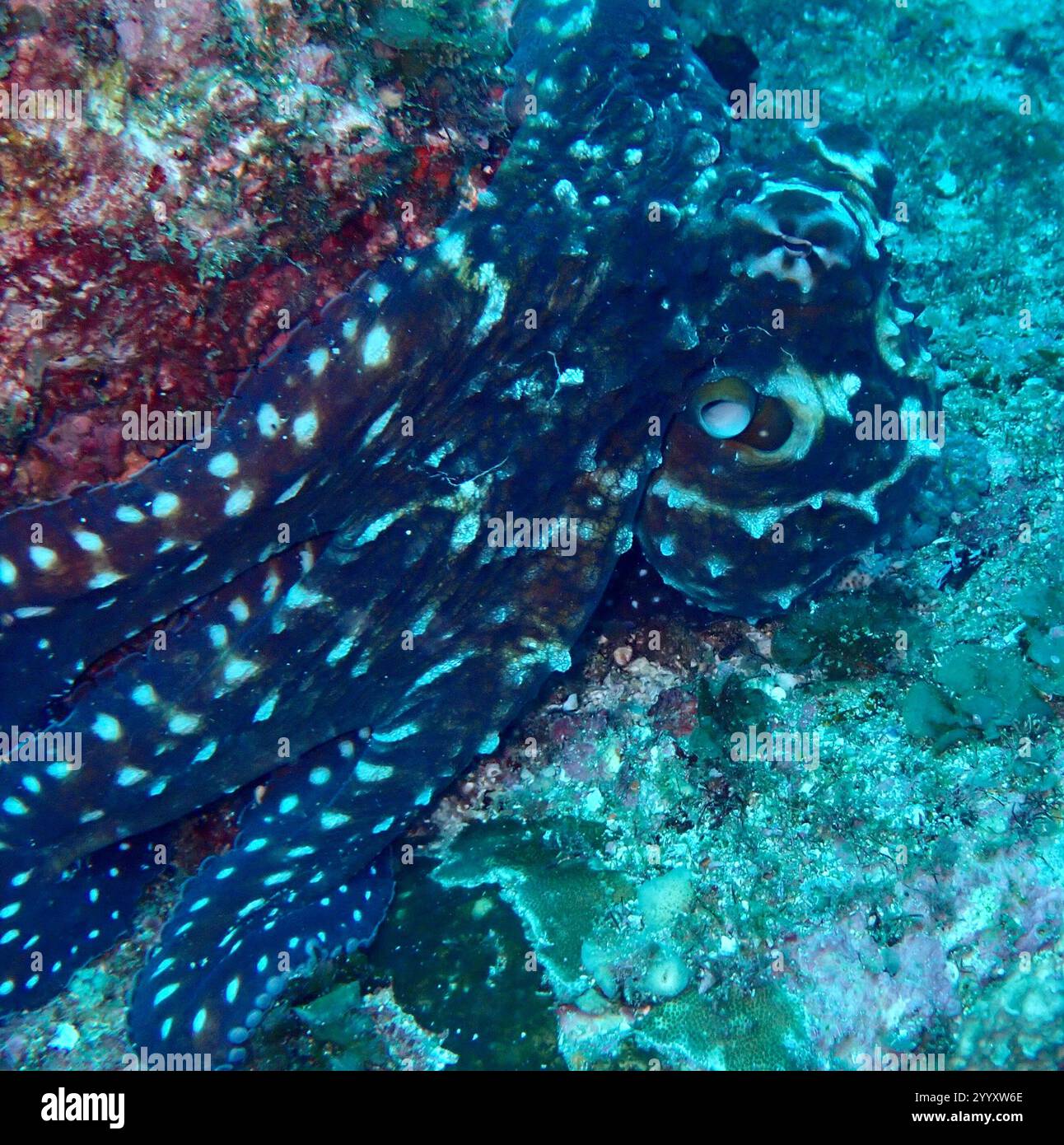 Day Octopus (Octopus cyanea Stock Photo - Alamy