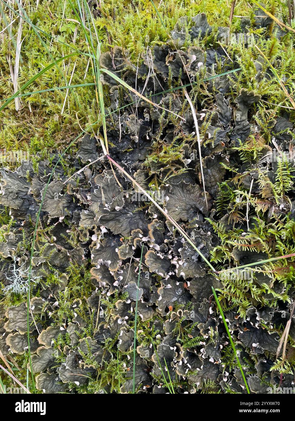 membranous pelt lichen (Peltigera membranacea Stock Photo - Alamy