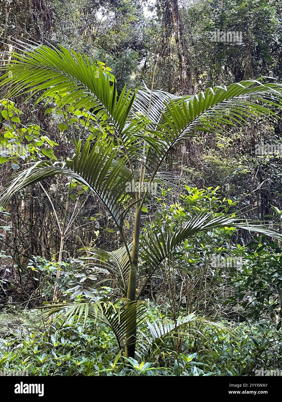 Piccabeen Palm (Archontophoenix cunninghamiana Stock Photo - Alamy