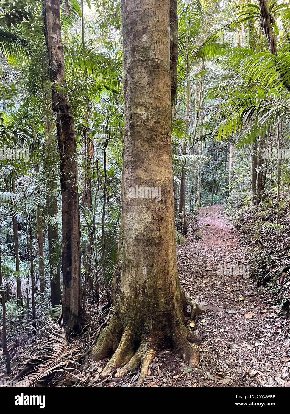 Satinash hi-res stock photography and images - Alamy