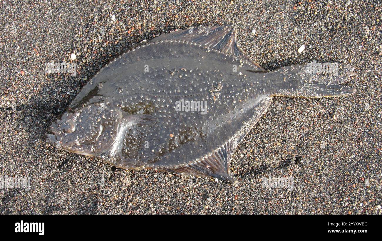 Starry Flounder (Platichthys stellatus Stock Photo - Alamy