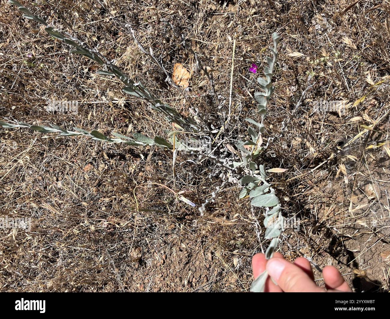 California Aster (Corethrogyne filaginifolia Stock Photo - Alamy