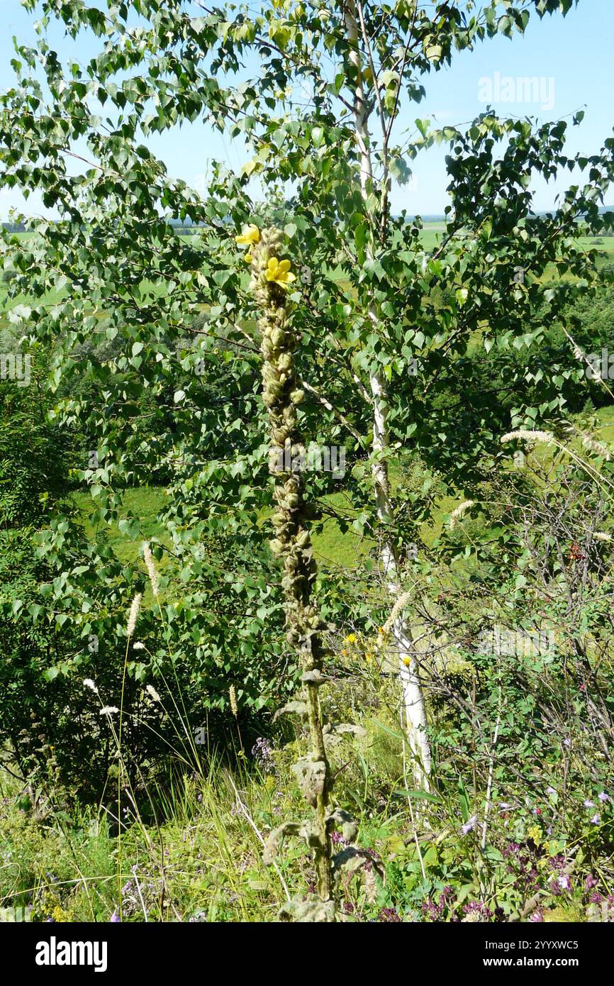 great mullein (Verbascum thapsus Stock Photo - Alamy