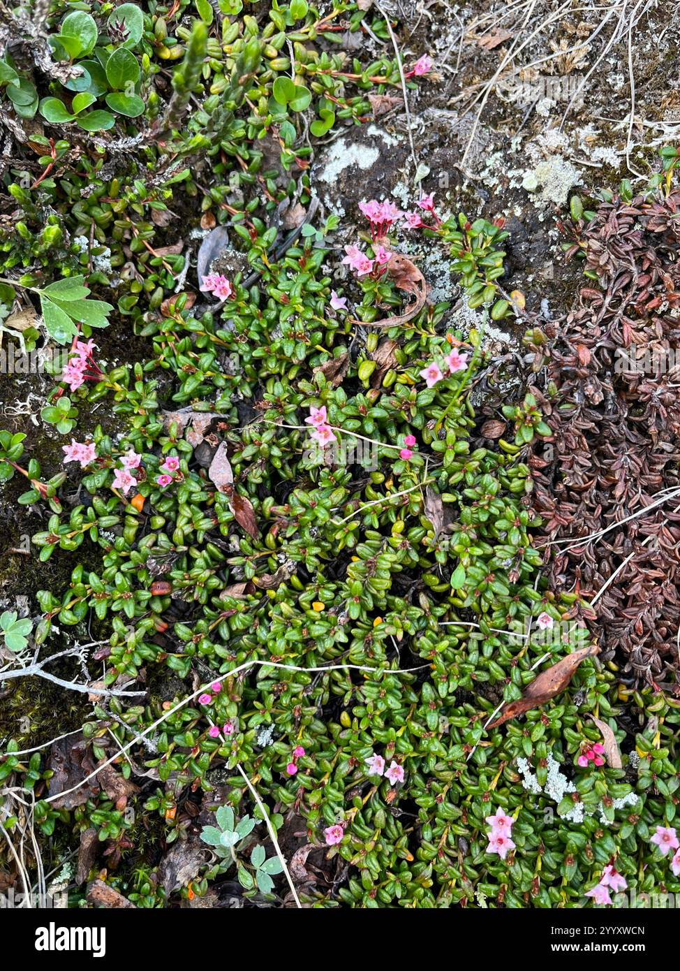 alpine azalea (Kalmia procumbens Stock Photo - Alamy