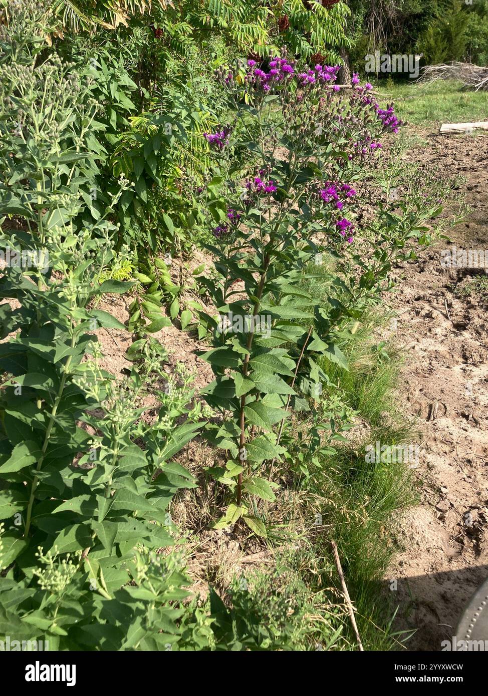 Western Ironweed (Vernonia baldwinii Stock Photo - Alamy