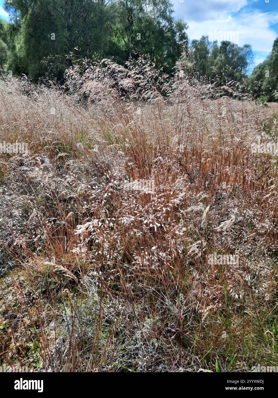wavy hair-grass (Avenella flexuosa Stock Photo - Alamy