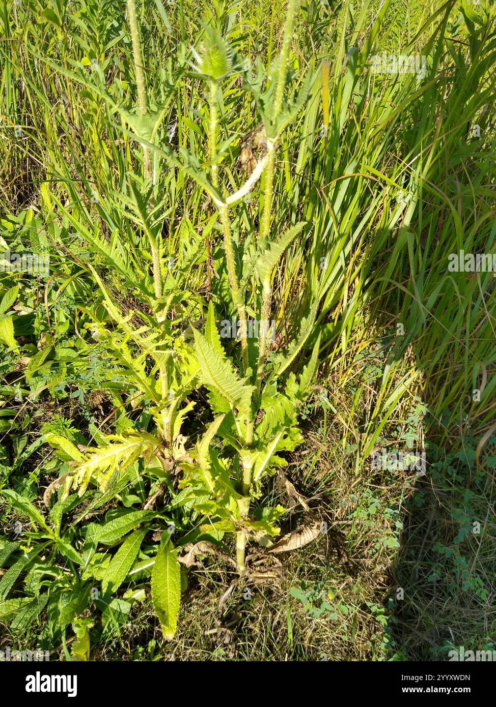 cutleaf teasel (Dipsacus laciniatus Stock Photo - Alamy