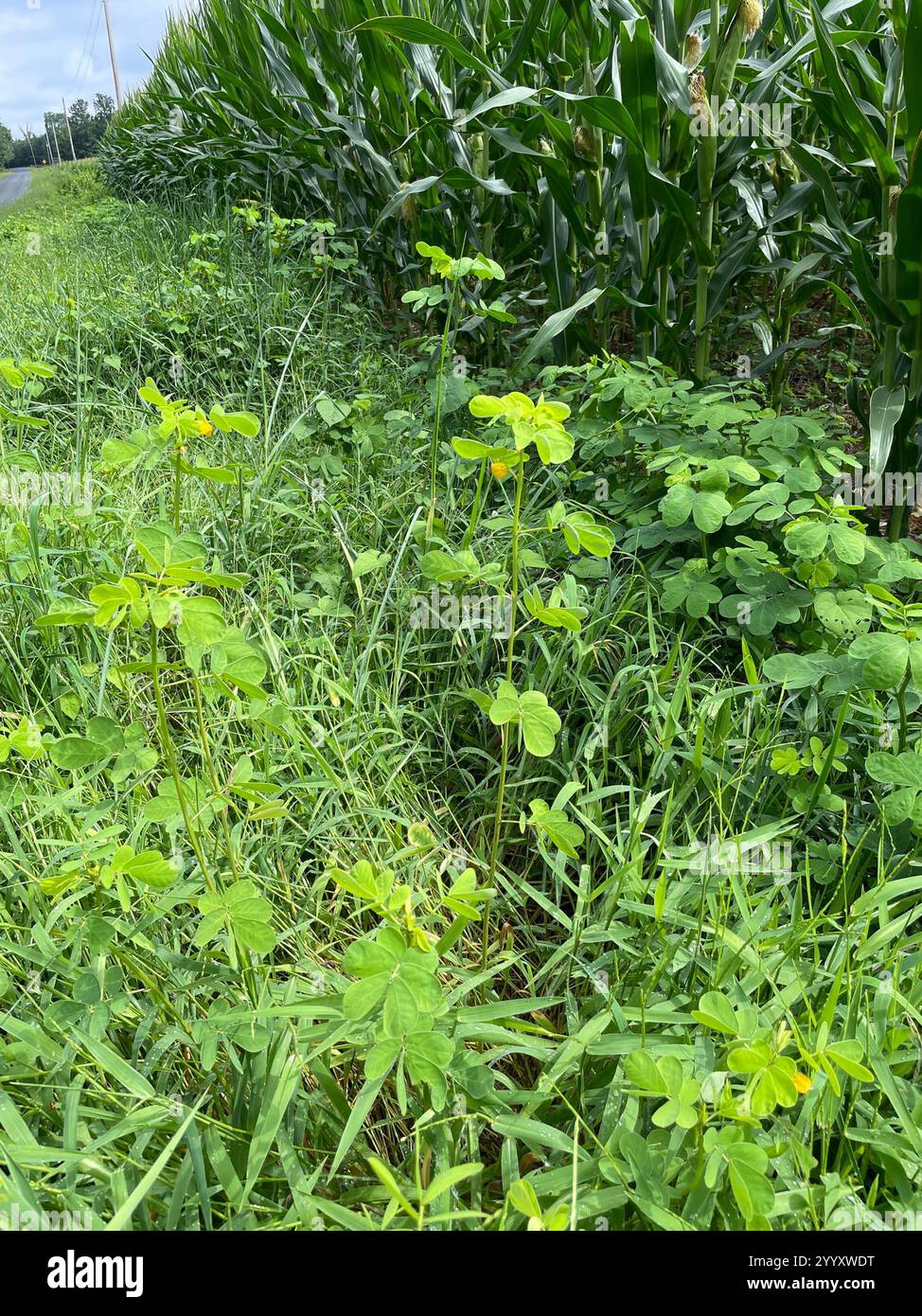 American Sicklepod (Senna obtusifolia Stock Photo - Alamy