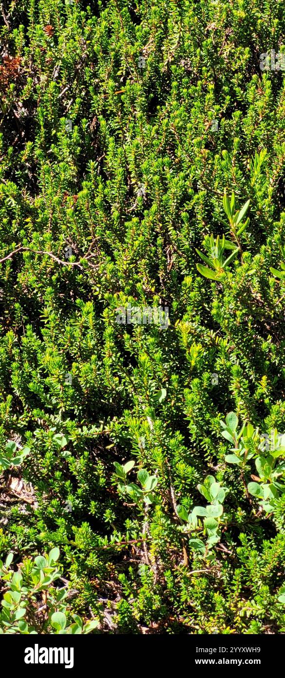 black crowberry (Empetrum nigrum Stock Photo - Alamy