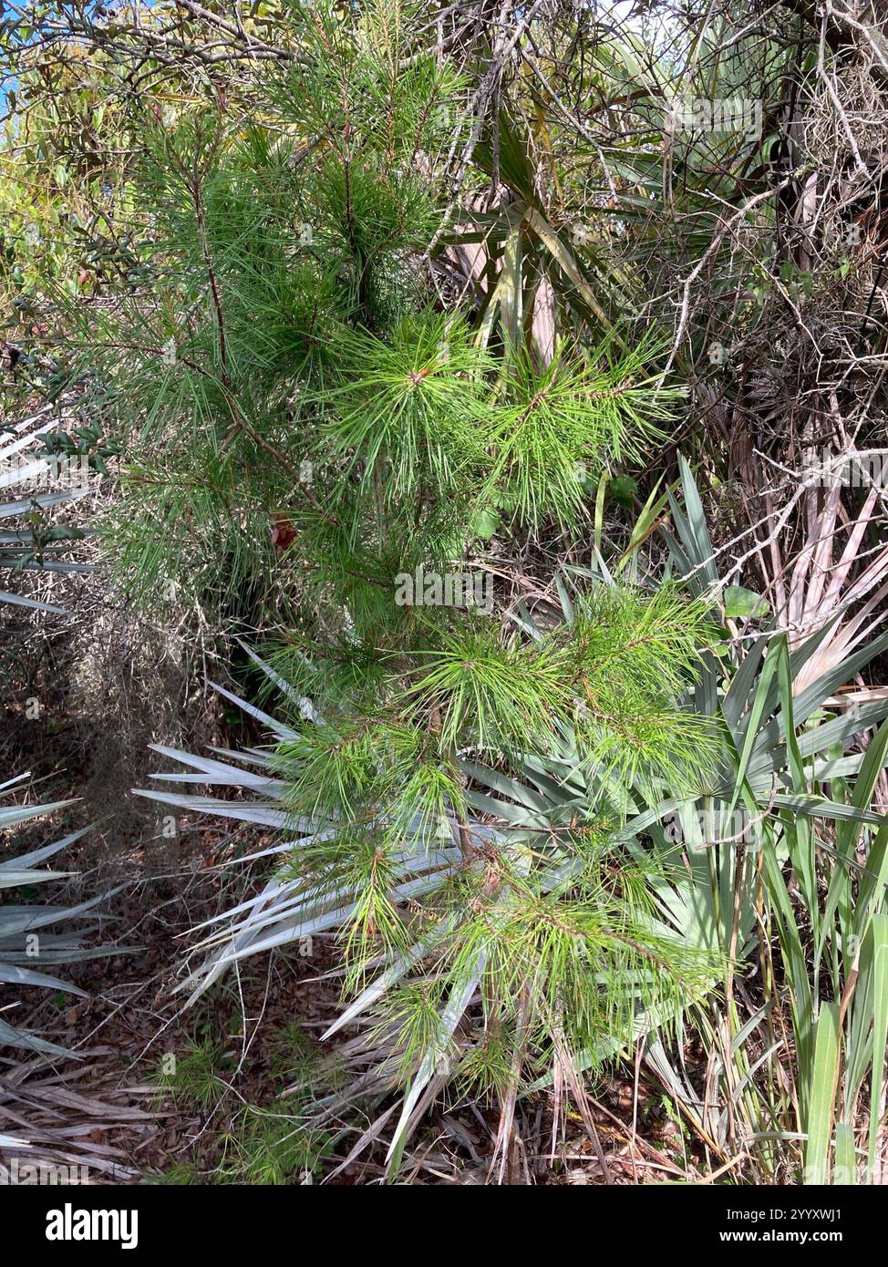 sand pine (Pinus clausa Stock Photo - Alamy