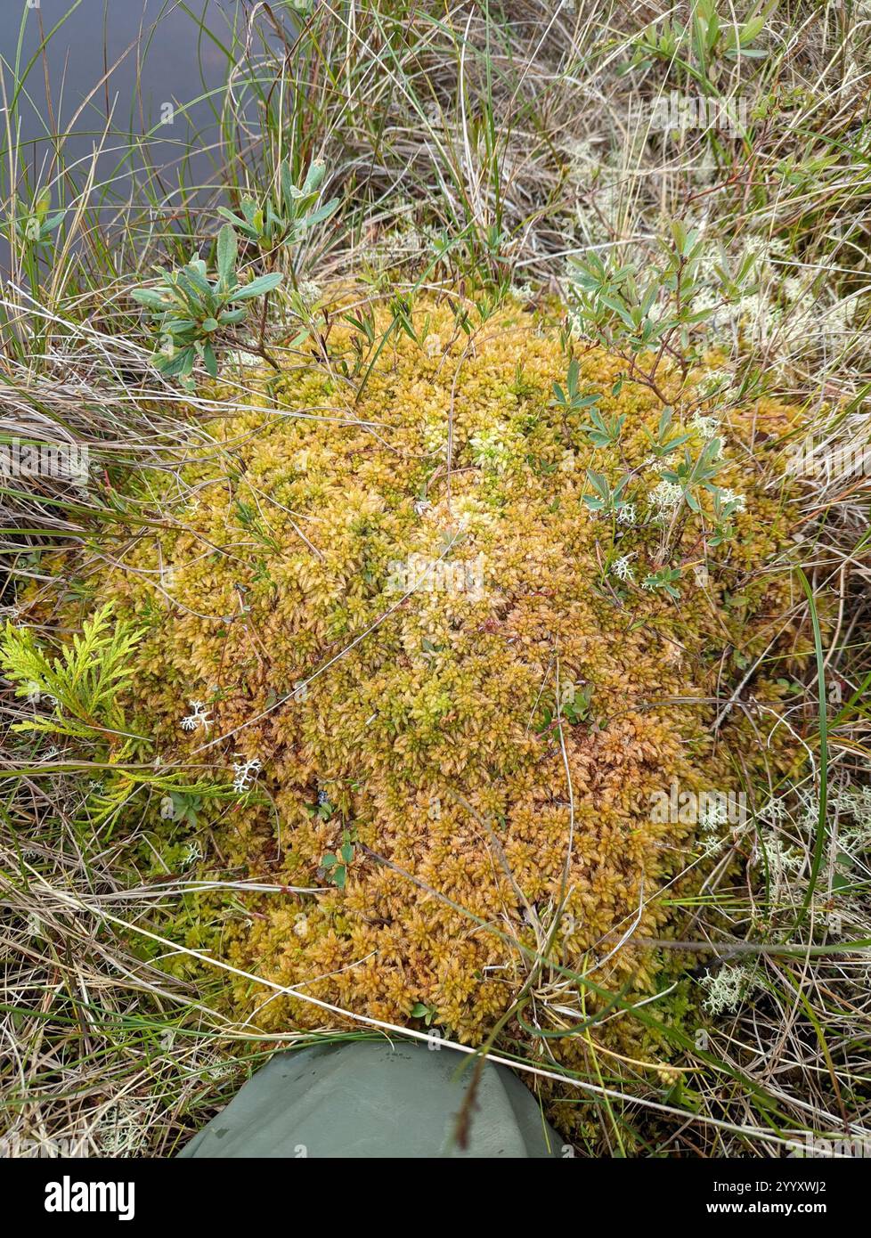 Papillose Peatmoss (Sphagnum papillosum Stock Photo - Alamy