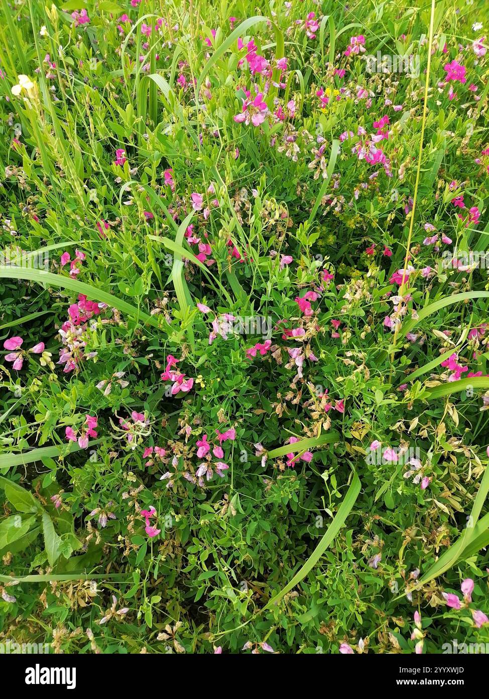 tuberous pea (Lathyrus tuberosus Stock Photo - Alamy