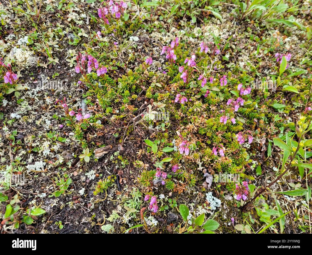 Blue Mountain-heath (Phyllodoce caerulea Stock Photo - Alamy
