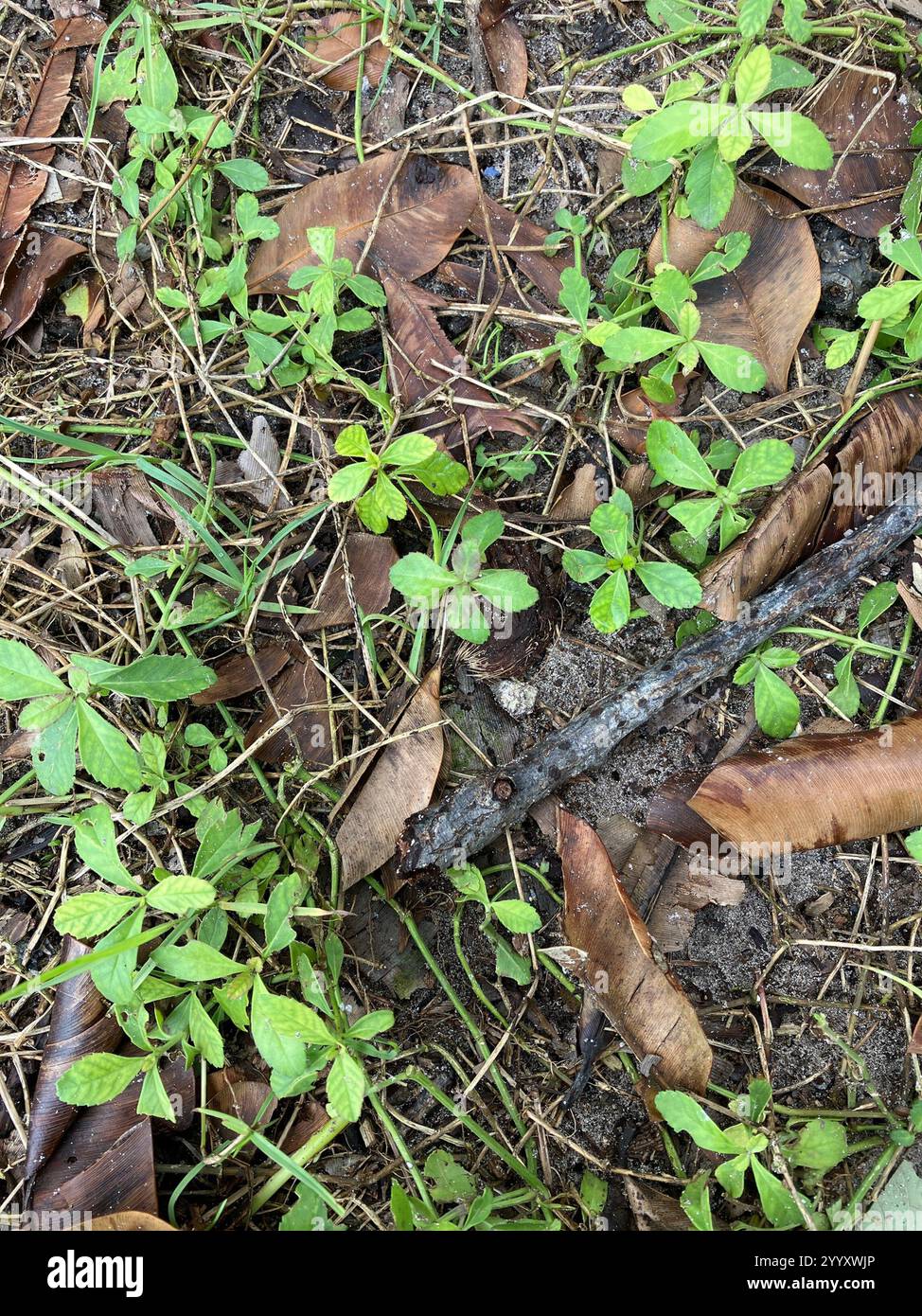 turkey tangle frogfruit (Phyla nodiflora Stock Photo - Alamy
