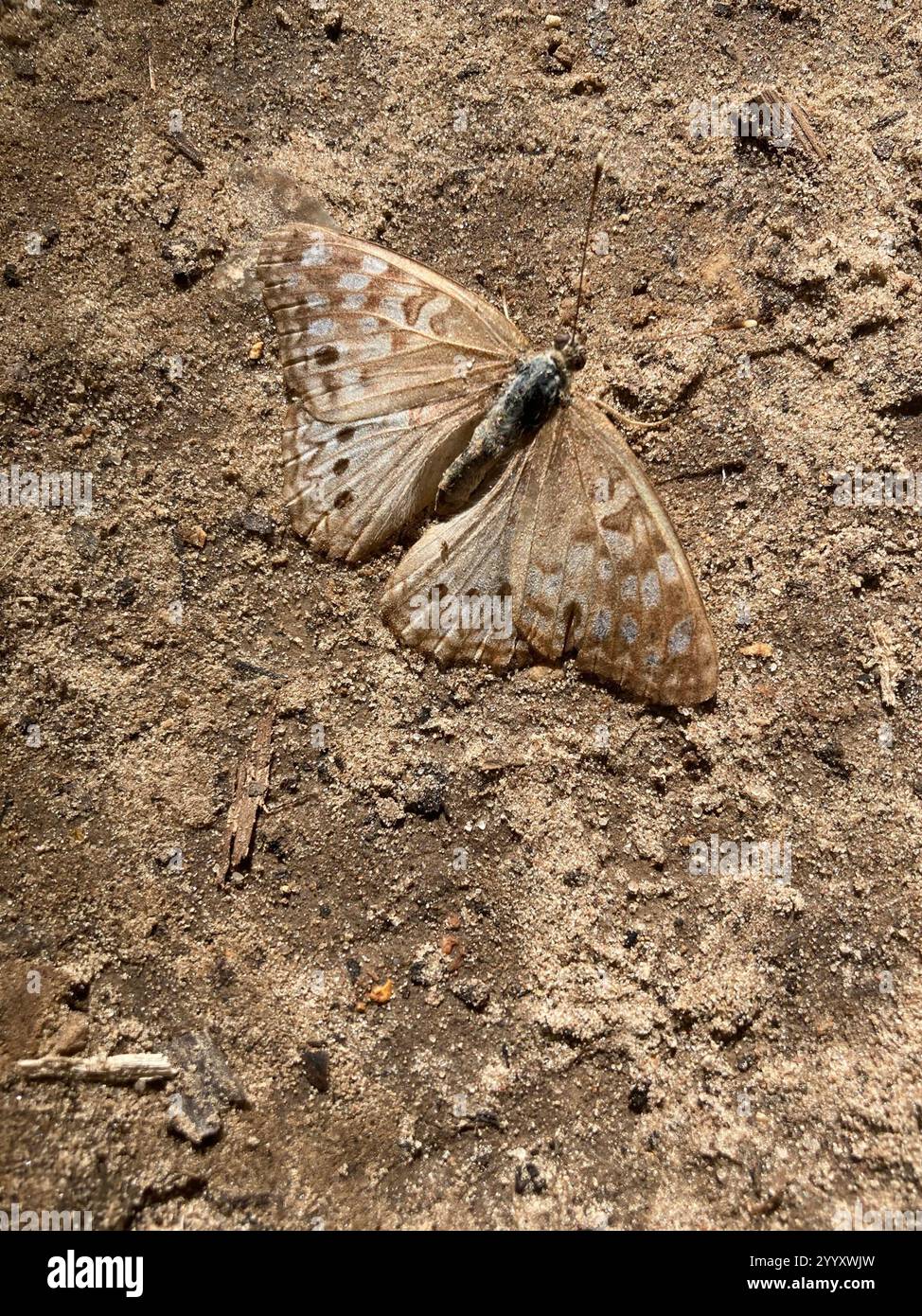 Hackberry Emperor (Asterocampa celtis Stock Photo - Alamy
