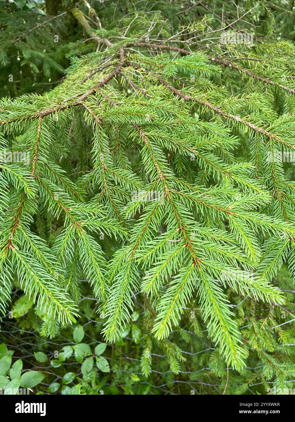 pine family (Pinaceae Stock Photo - Alamy
