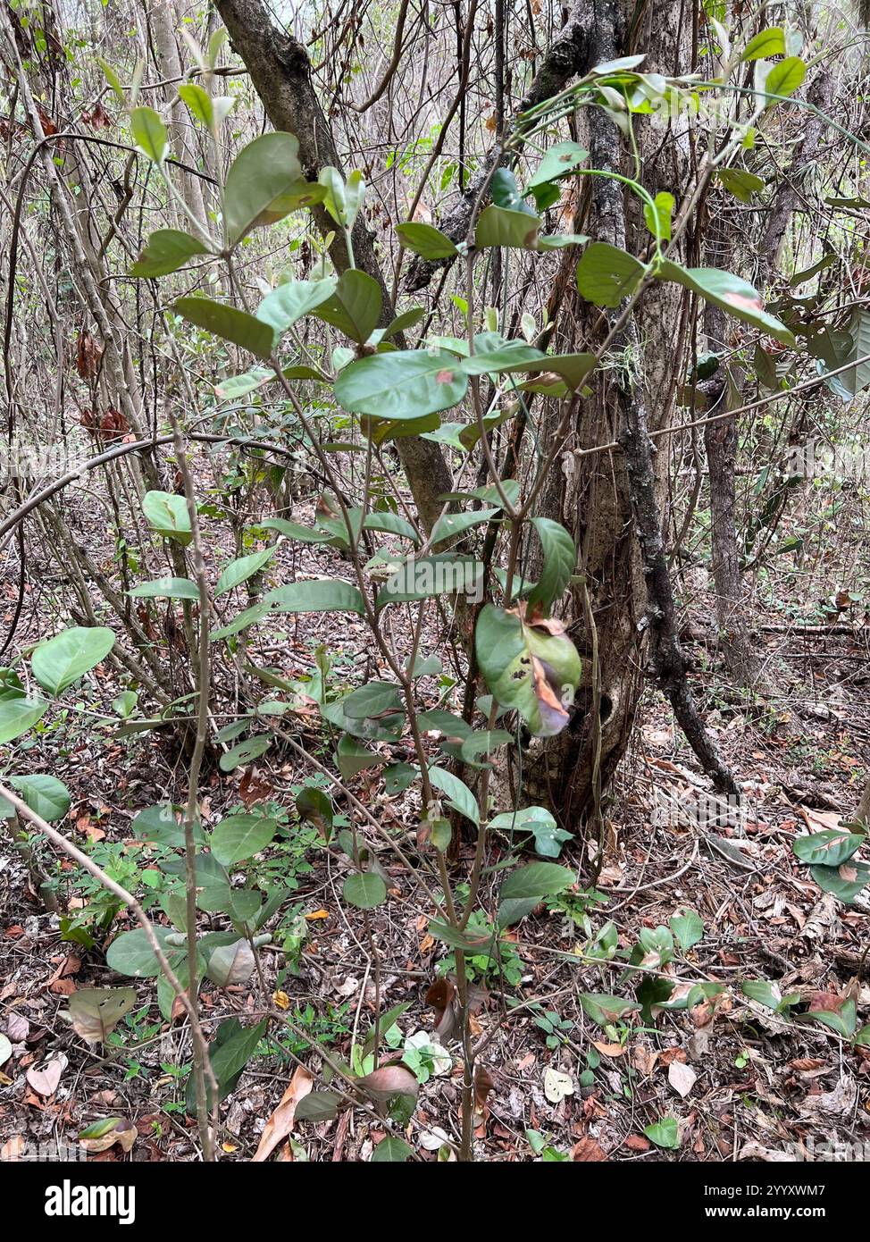 Combretaceae family hi-res stock photography and images - Alamy