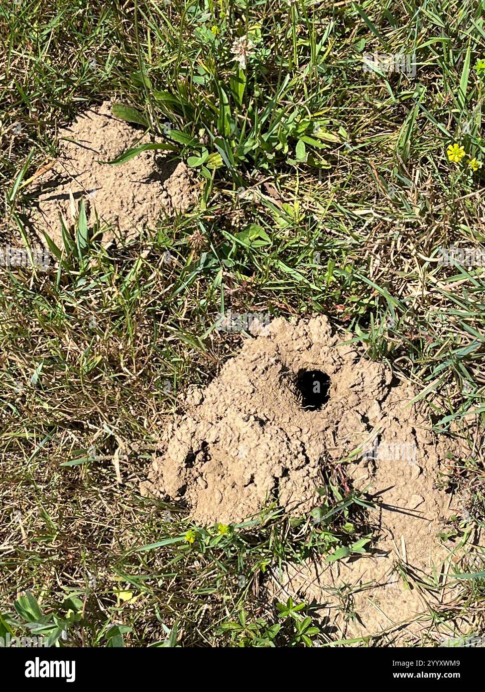 Moles and Desmans (Talpidae Stock Photo - Alamy