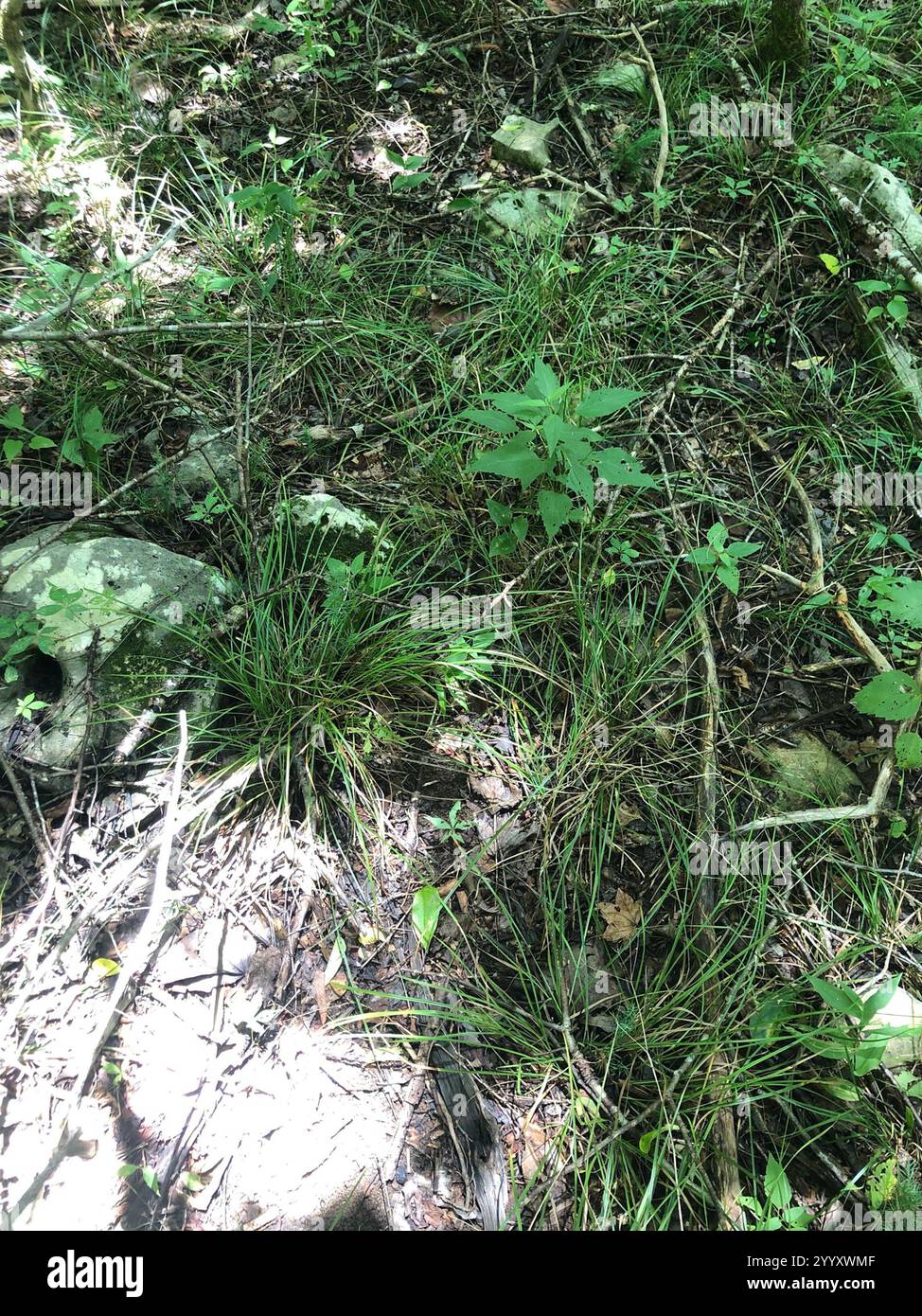 Limestone Forest Sedge (Carex superata Stock Photo - Alamy