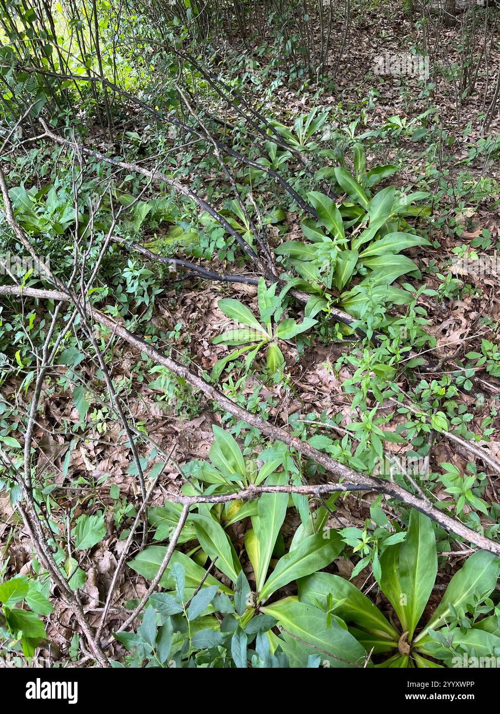 American columbo (Frasera caroliniensis Stock Photo - Alamy