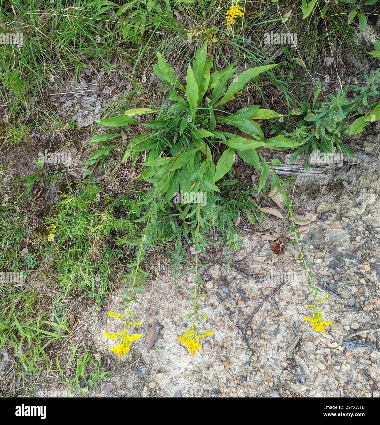 cut-leaf goldenrod (Solidago arguta Stock Photo - Alamy