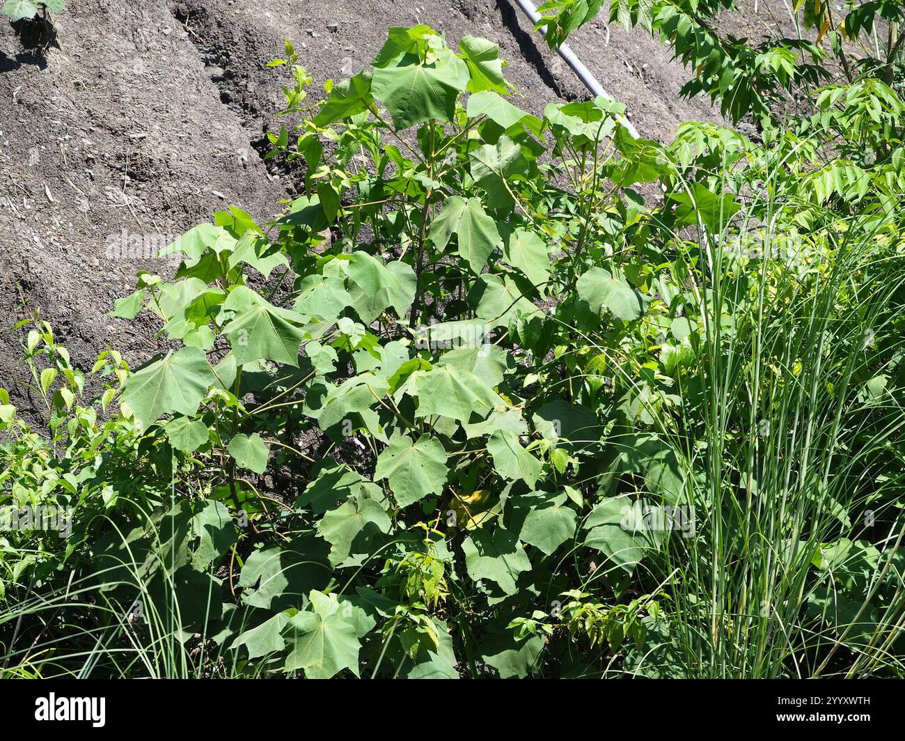 Taiwan cotton rose (Hibiscus taiwanensis Stock Photo - Alamy