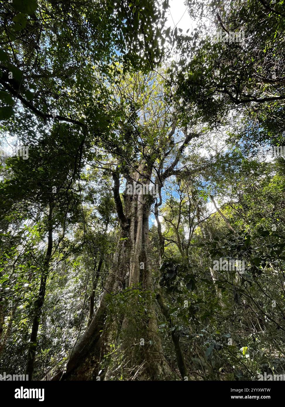 Giant Stinging Tree (Dendrocnide excelsa Stock Photo - Alamy