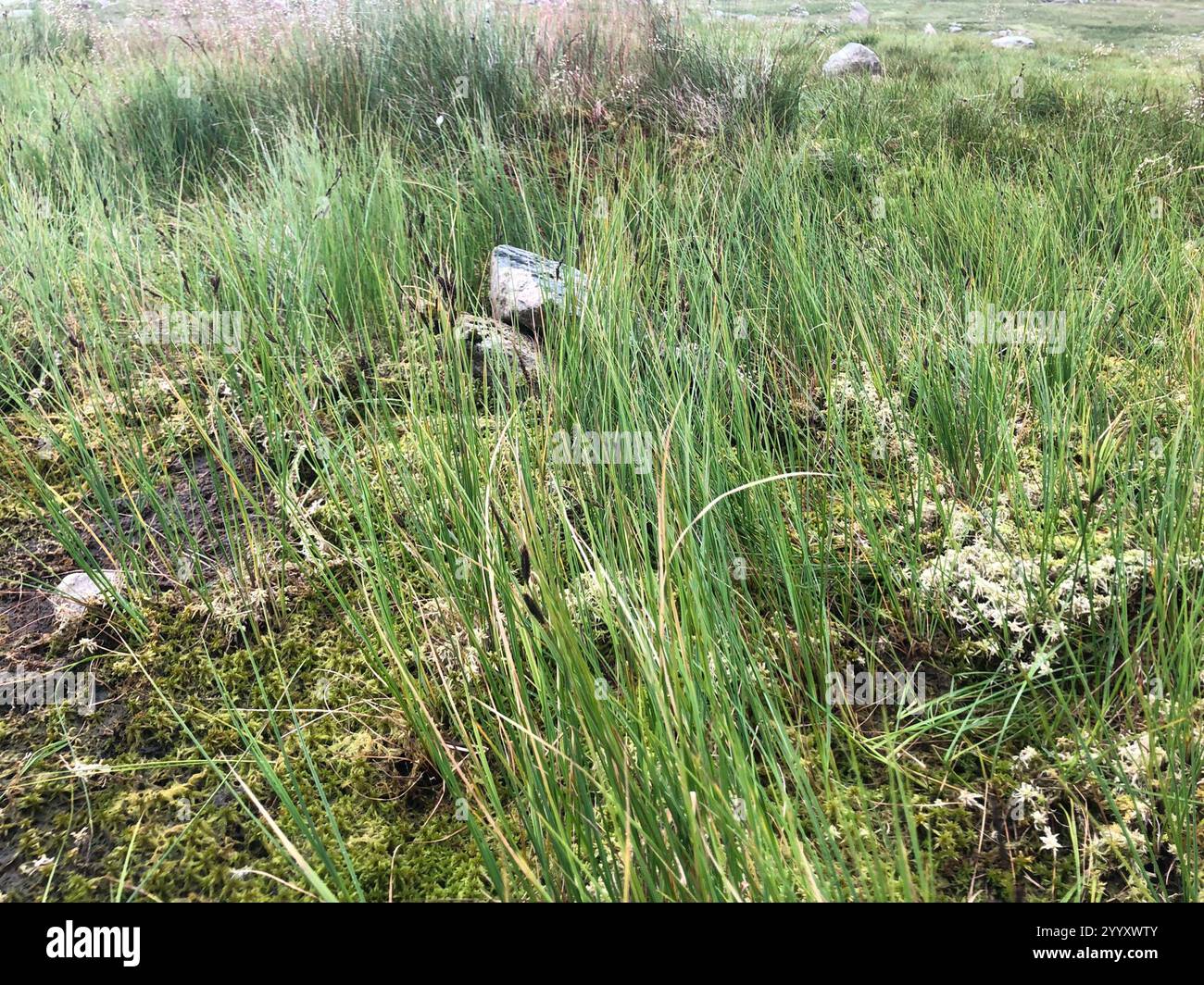 smooth black sedge (Carex nigra Stock Photo - Alamy