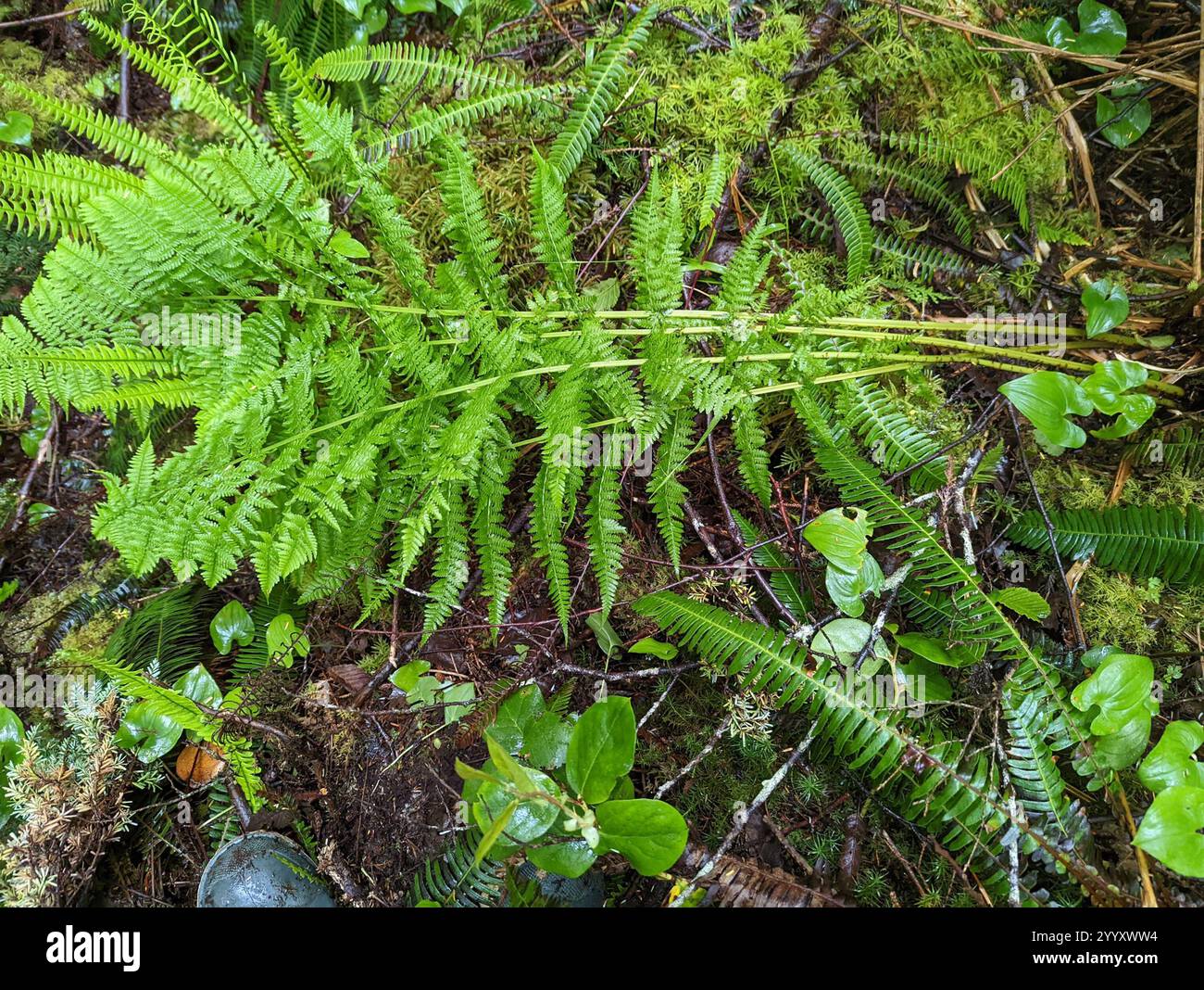 lady fern (Athyrium filix-femina Stock Photo - Alamy