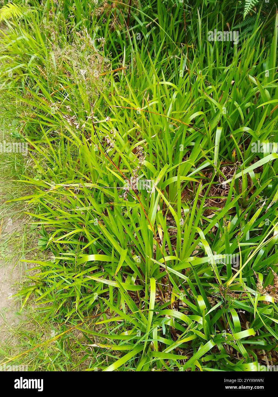 Great Woodrush (Luzula sylvatica Stock Photo - Alamy