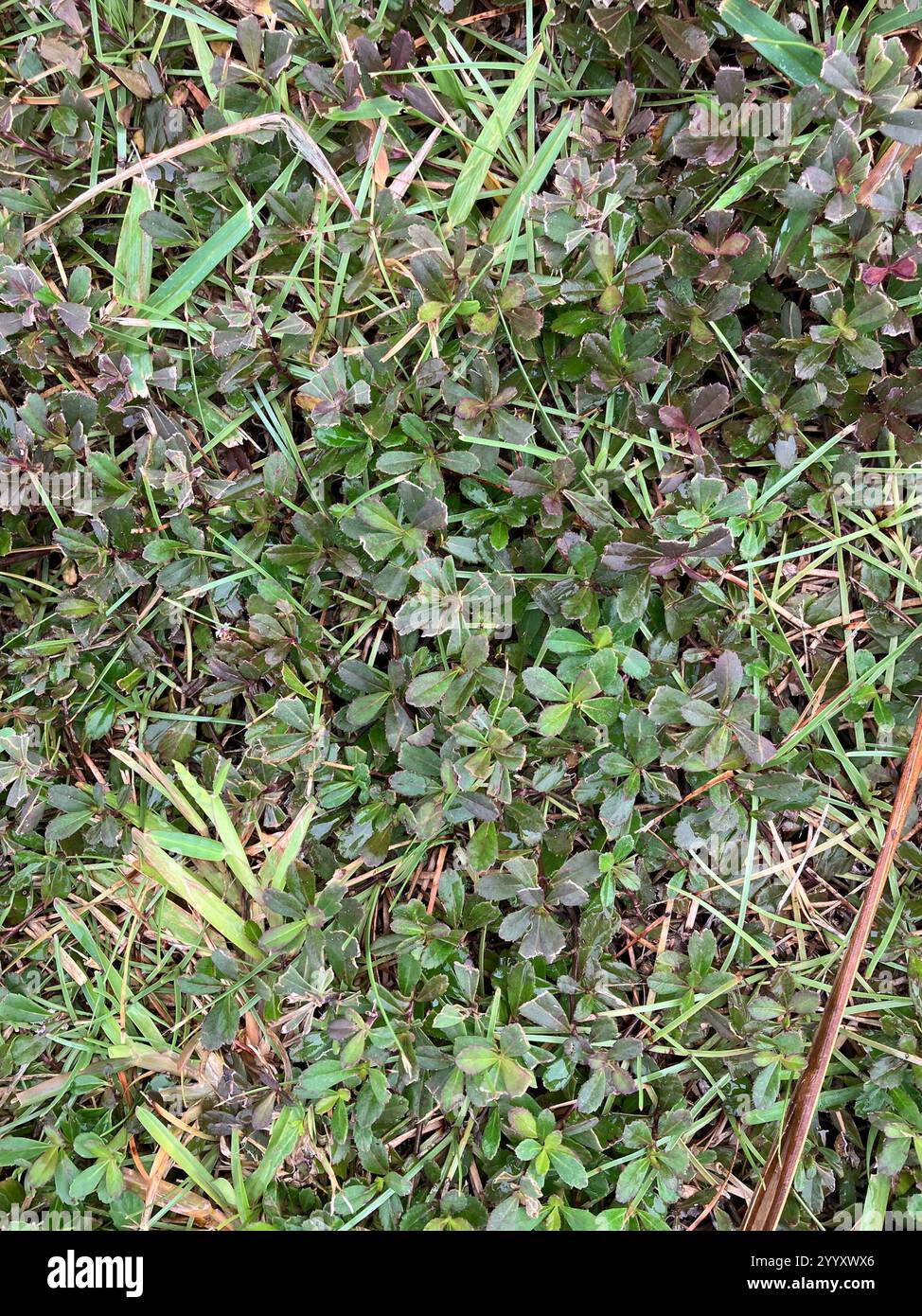 turkey tangle frogfruit (Phyla nodiflora Stock Photo - Alamy