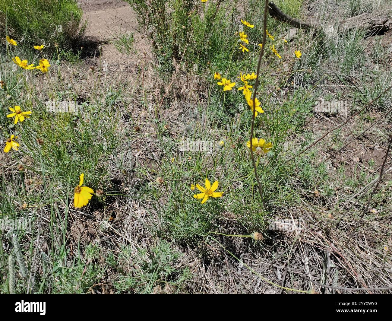 Thelesperma filifolium hi-res stock photography and images - Alamy