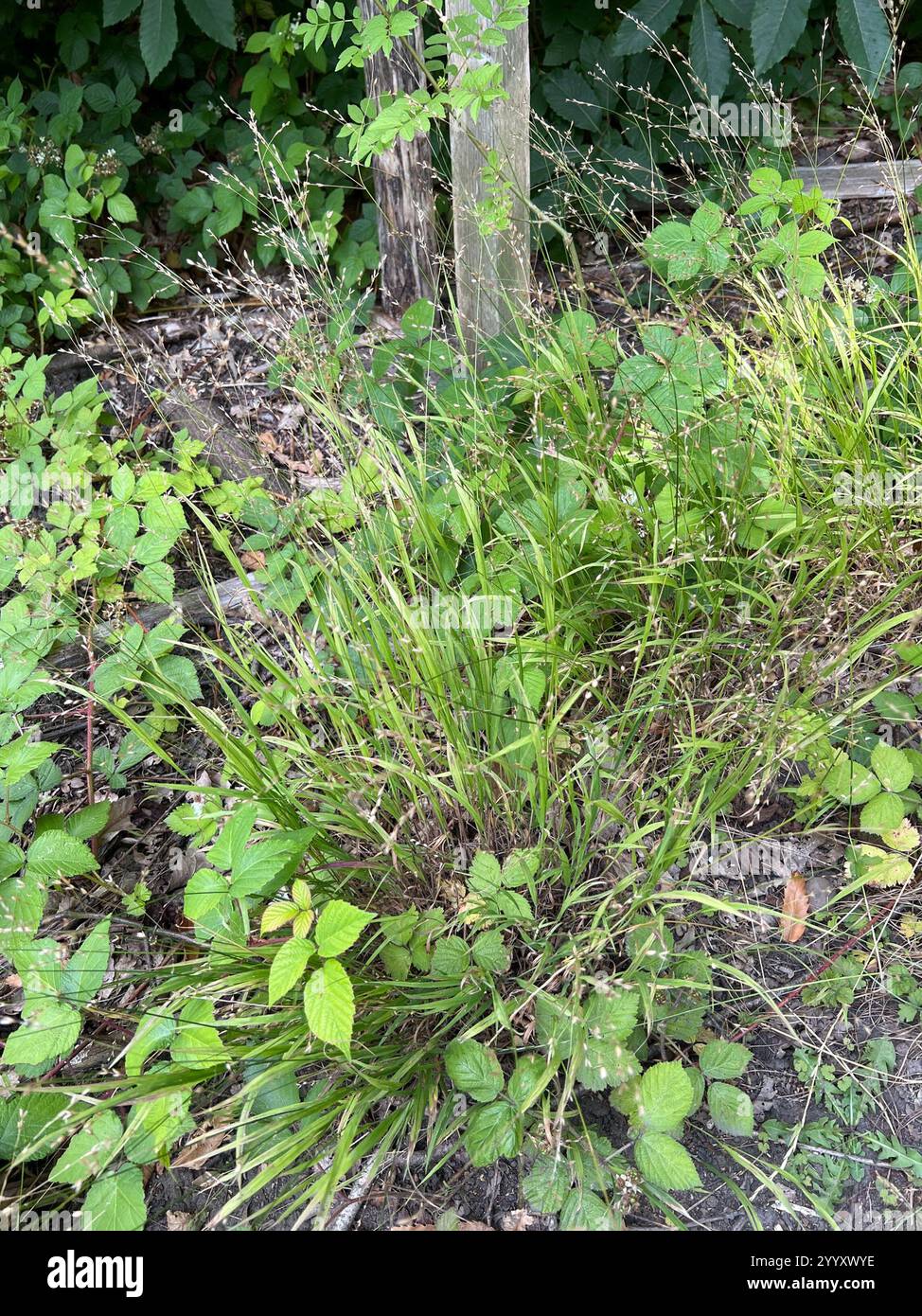 Wood Melick (Melica uniflora Stock Photo - Alamy