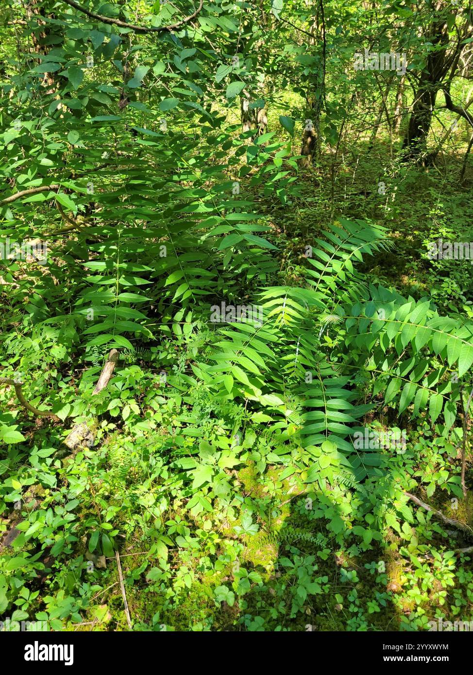 tree-of-heaven (Ailanthus altissima Stock Photo - Alamy