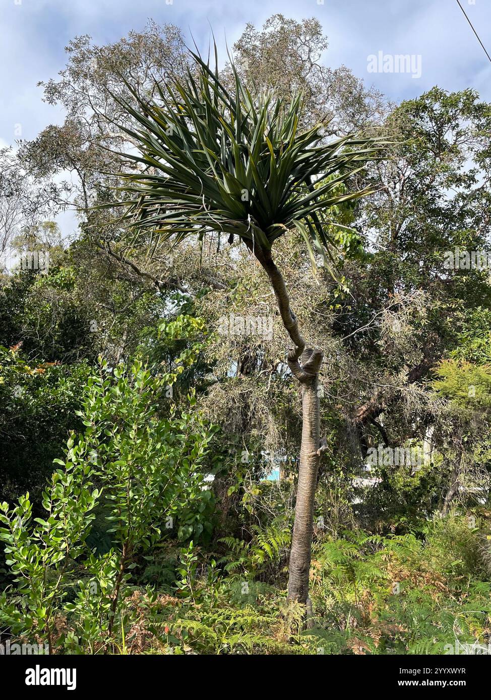 thatch screwpine (Pandanus tectorius Stock Photo - Alamy