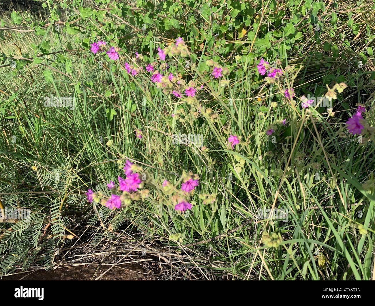 Narrowleaf Four o'Clock (Mirabilis linearis Stock Photo - Alamy